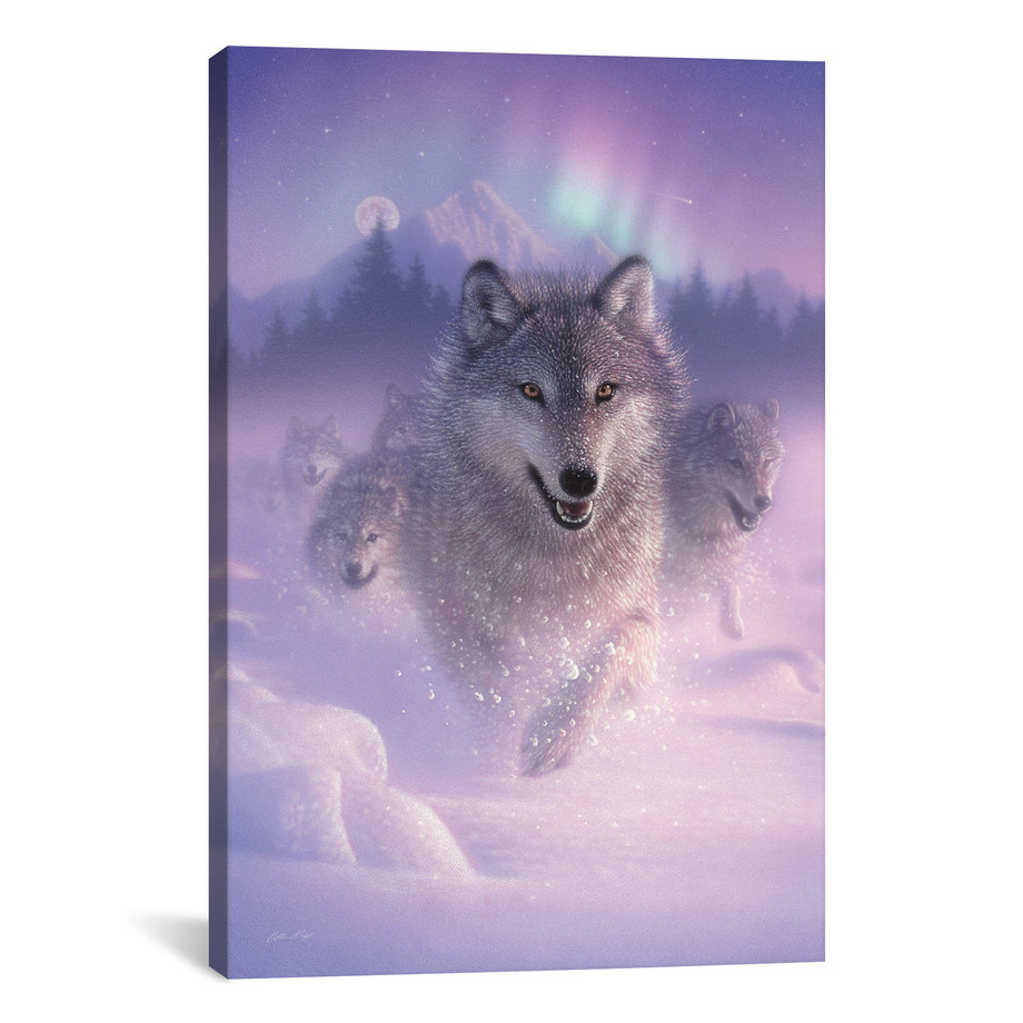 Collin Bogle - Striking Wildlife Portraits - Touch of Modern