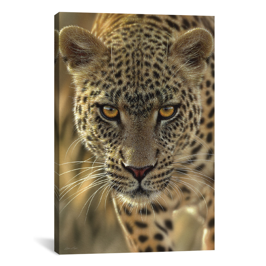 Collin Bogle - Striking Wildlife Portraits - Touch of Modern