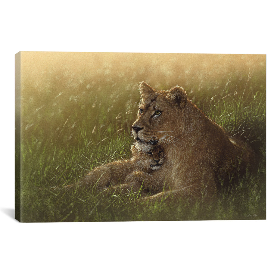 Collin Bogle - Striking Wildlife Portraits - Touch of Modern