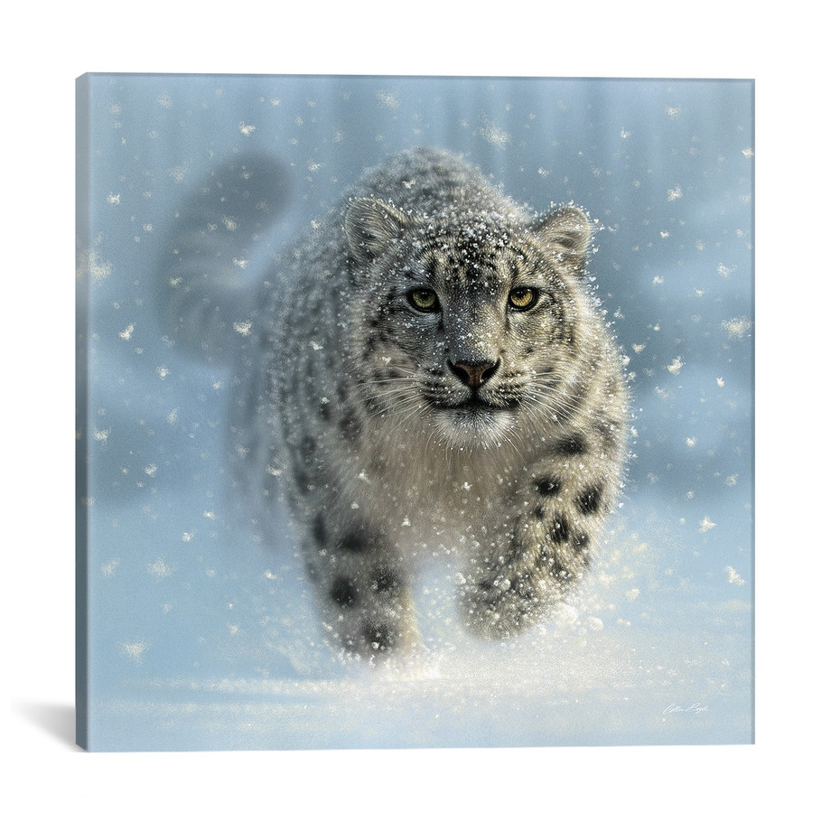 Collin Bogle - Striking Wildlife Portraits - Touch of Modern