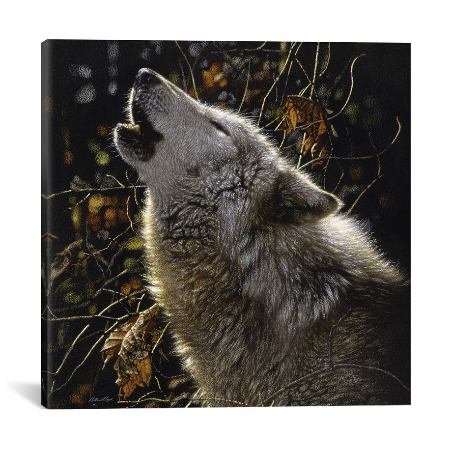 Collin Bogle - Striking Wildlife Portraits - Touch of Modern