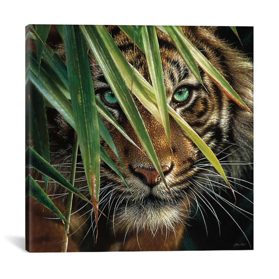 Collin Bogle - Striking Wildlife Portraits - Touch of Modern