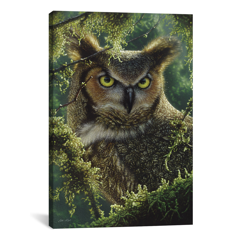 Collin Bogle - Striking Wildlife Portraits - Touch of Modern