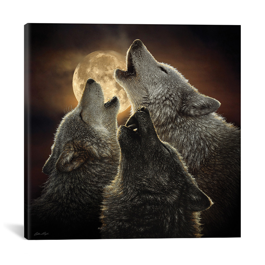 Collin Bogle - Striking Wildlife Portraits - Touch of Modern