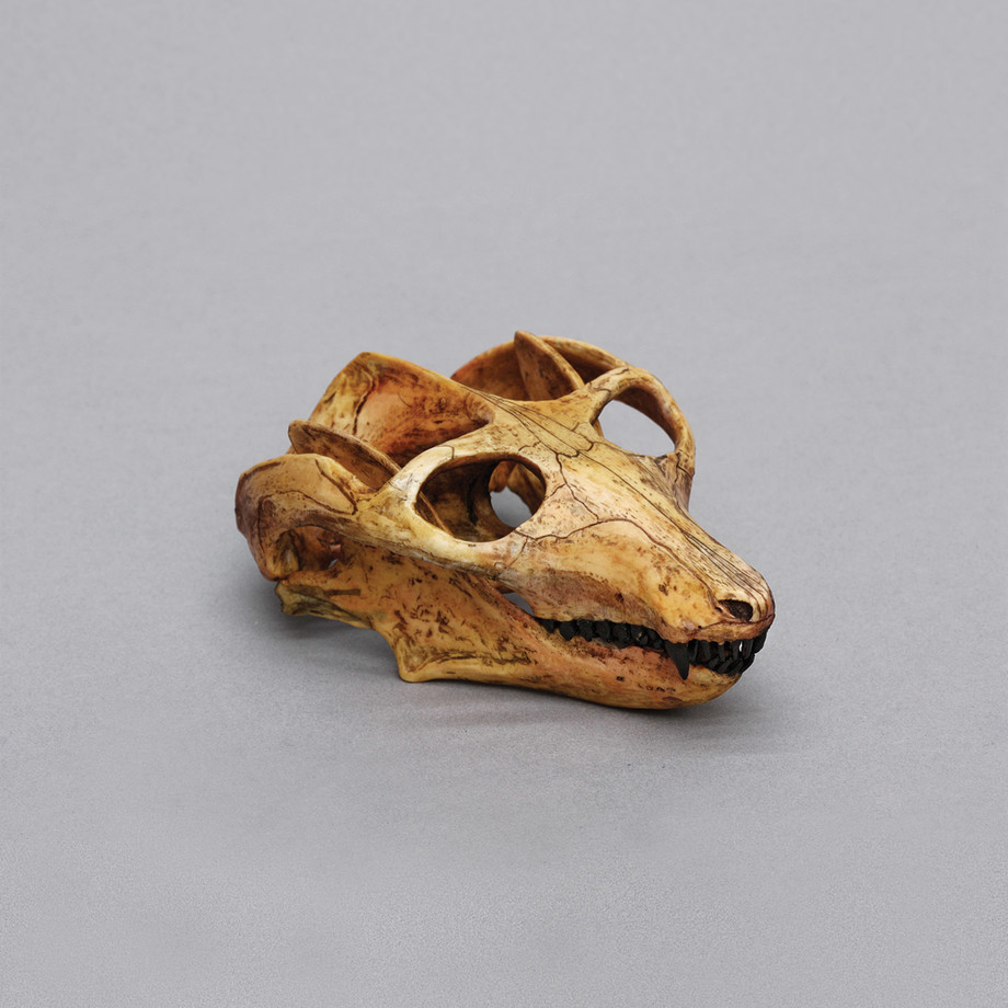 Bone Clones - Authentic Fossil Replicas - Touch of Modern