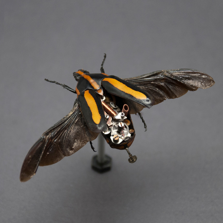 Insect Lab - Custom Mechanical Insect Sculptures - Touch of Modern