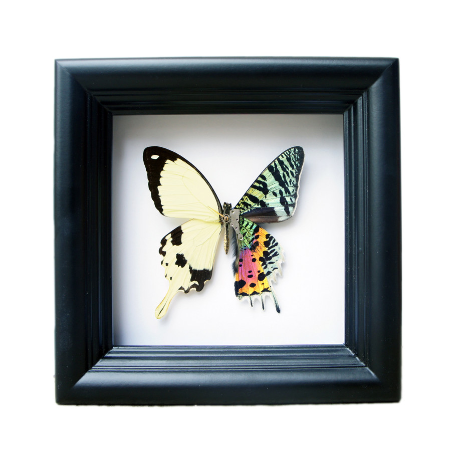 Asana Natural Arts - Shadow Box Insect Specimens - Touch of Modern