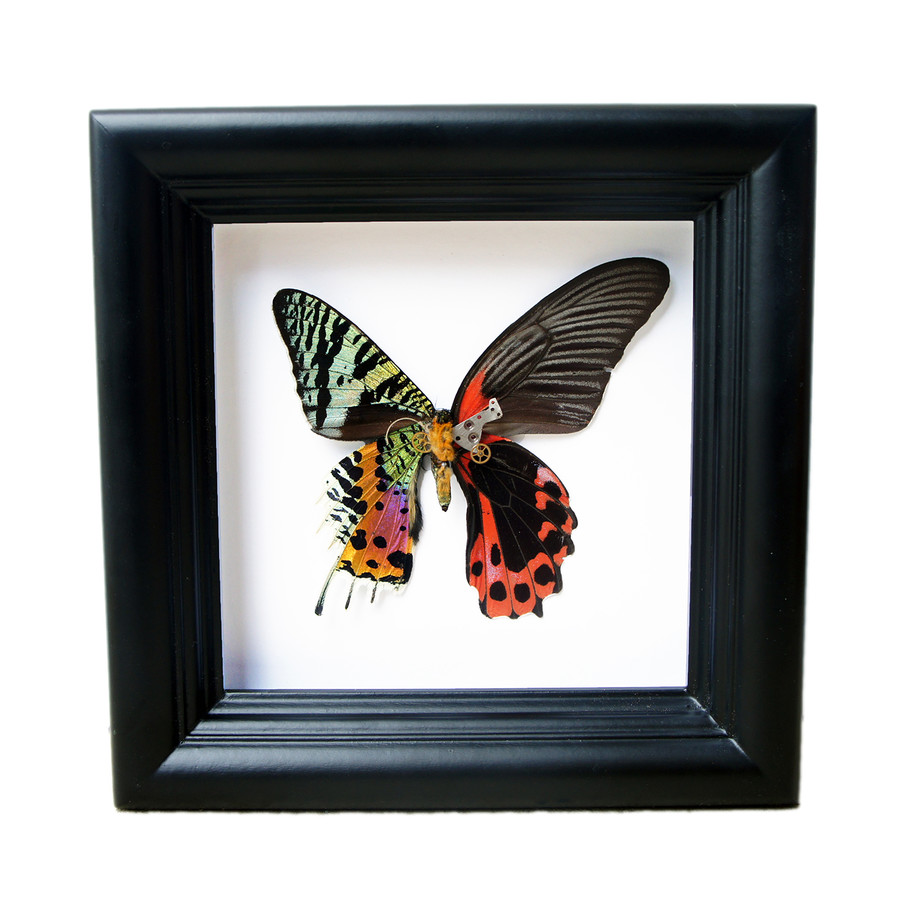 Asana Natural Arts - Shadow Box Insect Specimens - Touch of Modern