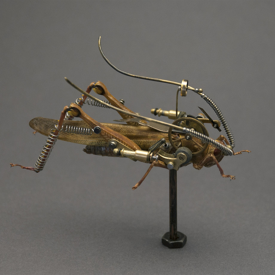 Insect Lab - Mechanically Customized Insect Displays - Touch of Modern