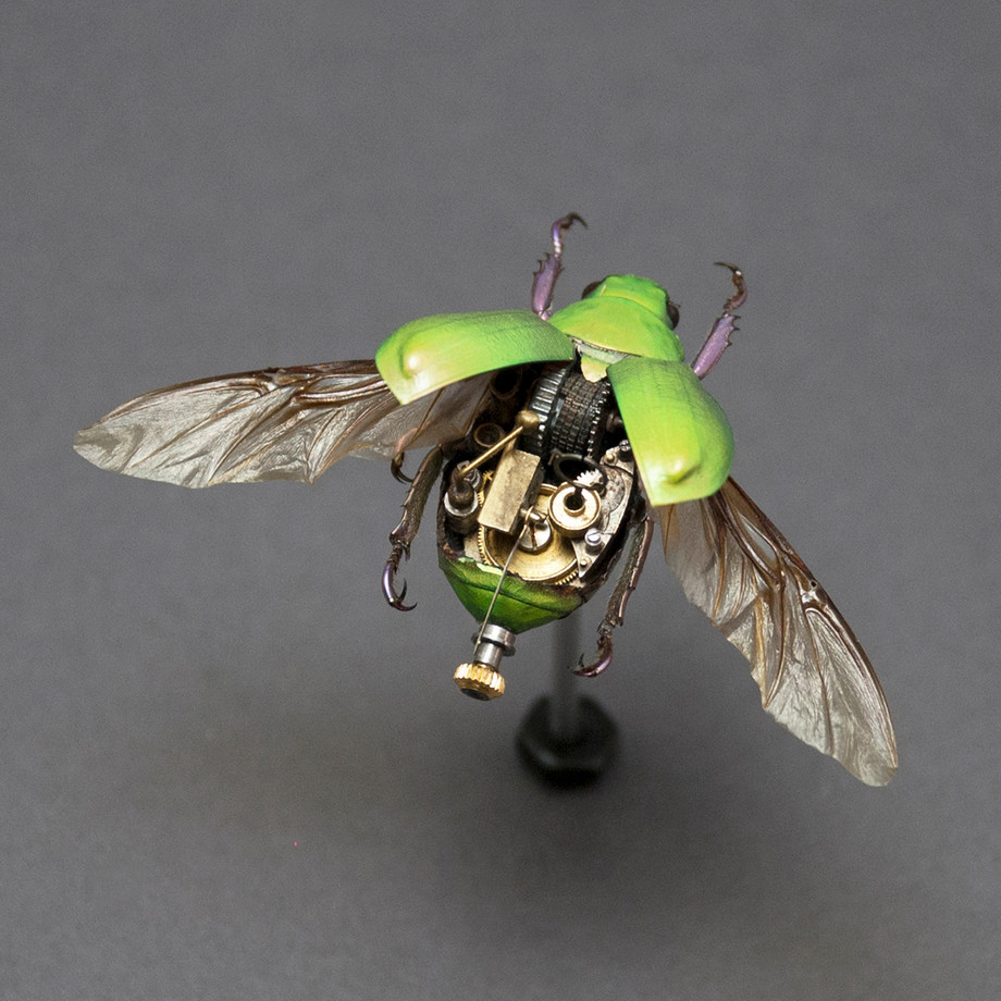 Insect Lab - Mechanically Customized Insect Displays - Touch of Modern