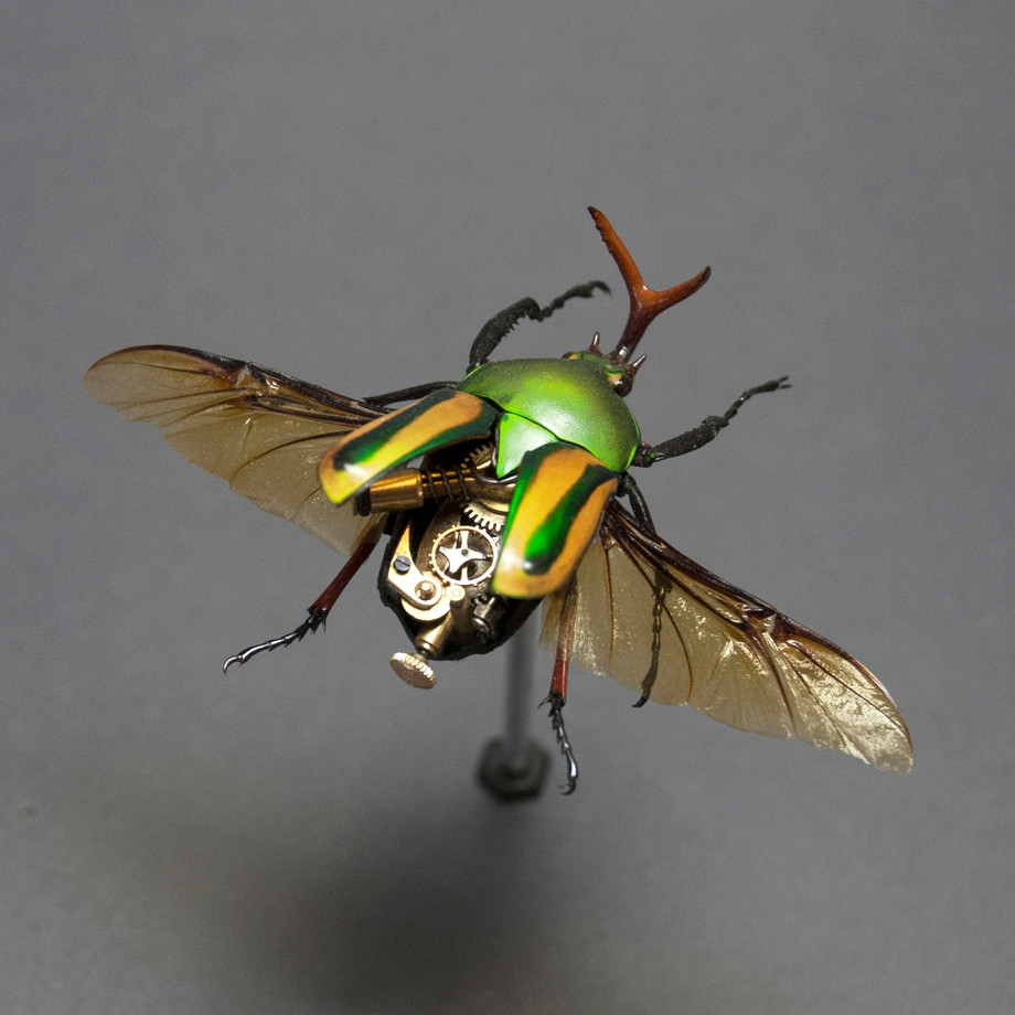 Insect Lab - Mechanically Customized Insect Displays - Touch of Modern