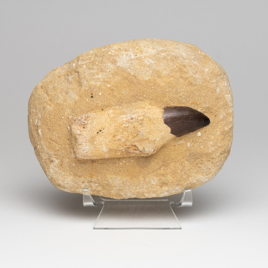 Astro Gallery - Crystals + Specimen Displays - Touch of Modern