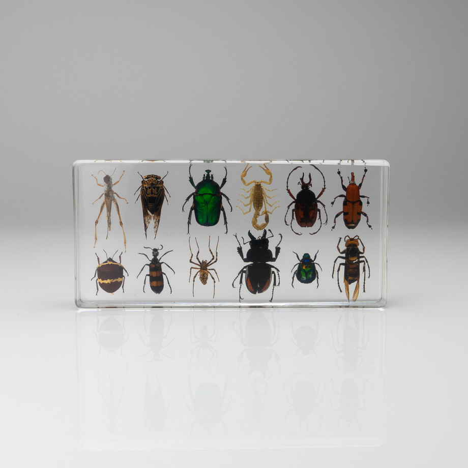 Astro Gallery - Crystals + Specimen Displays - Touch of Modern