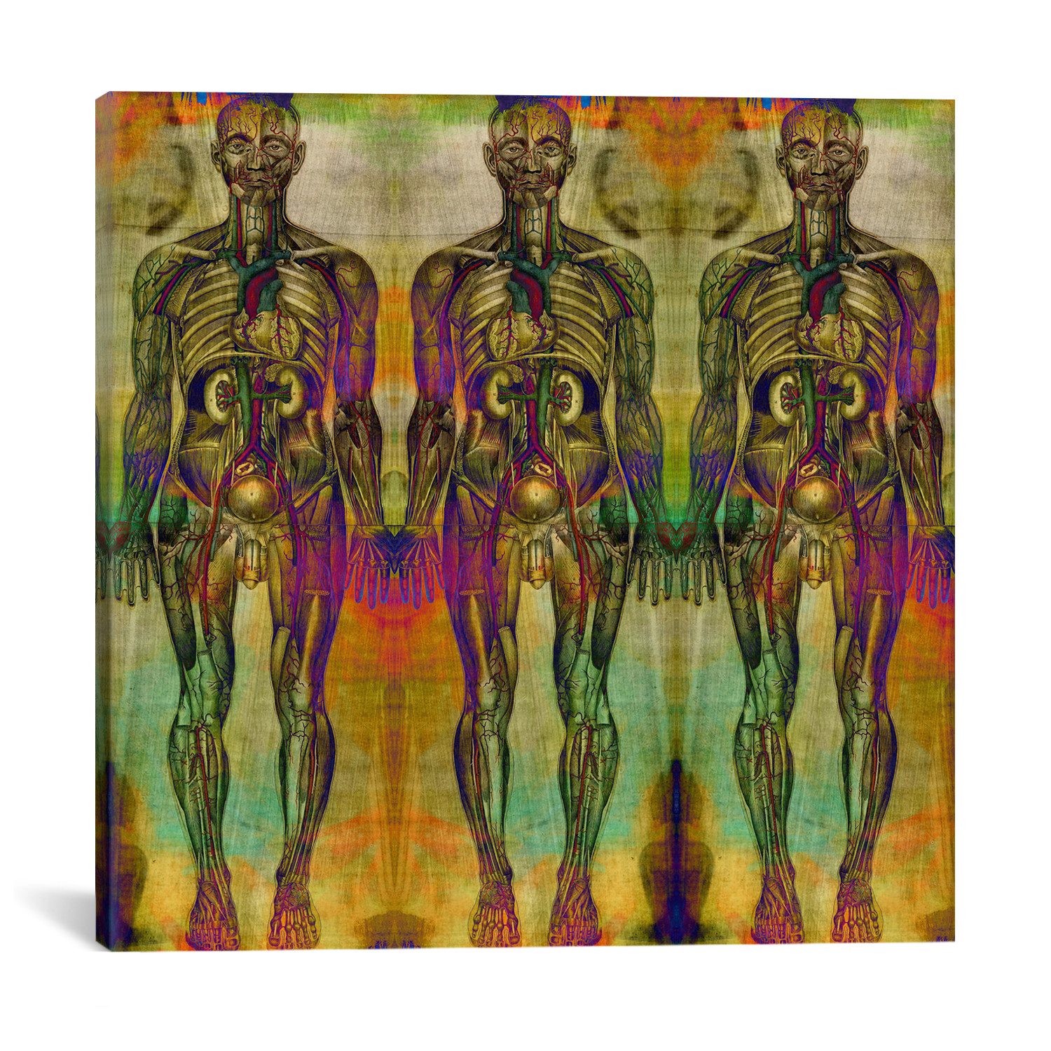 Human Anatomy Composition #8 // Unknown Artist (18"W x 18"H x 0.75"D ...