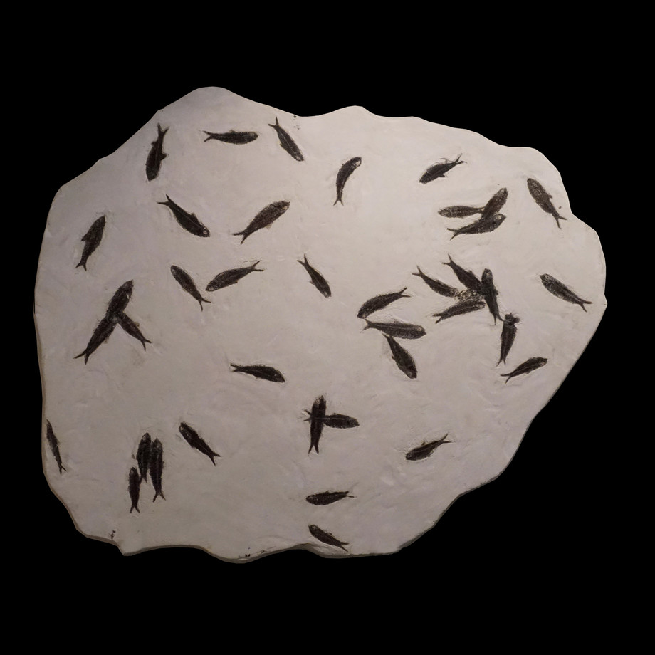 A.W. Fossils - Rare Fossil Displays & Decor - Touch of Modern