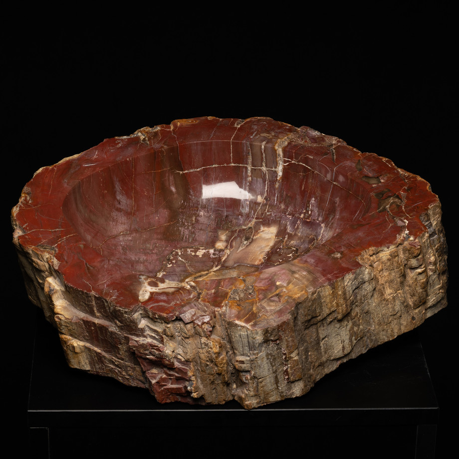 A.W. Fossils - Rare Fossil Displays & Decor - Touch of Modern