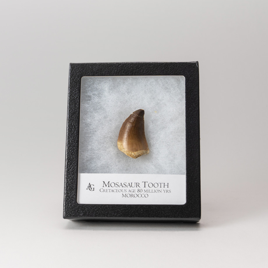 Astro Gallery - Gem & Fossil Displays - Touch of Modern
