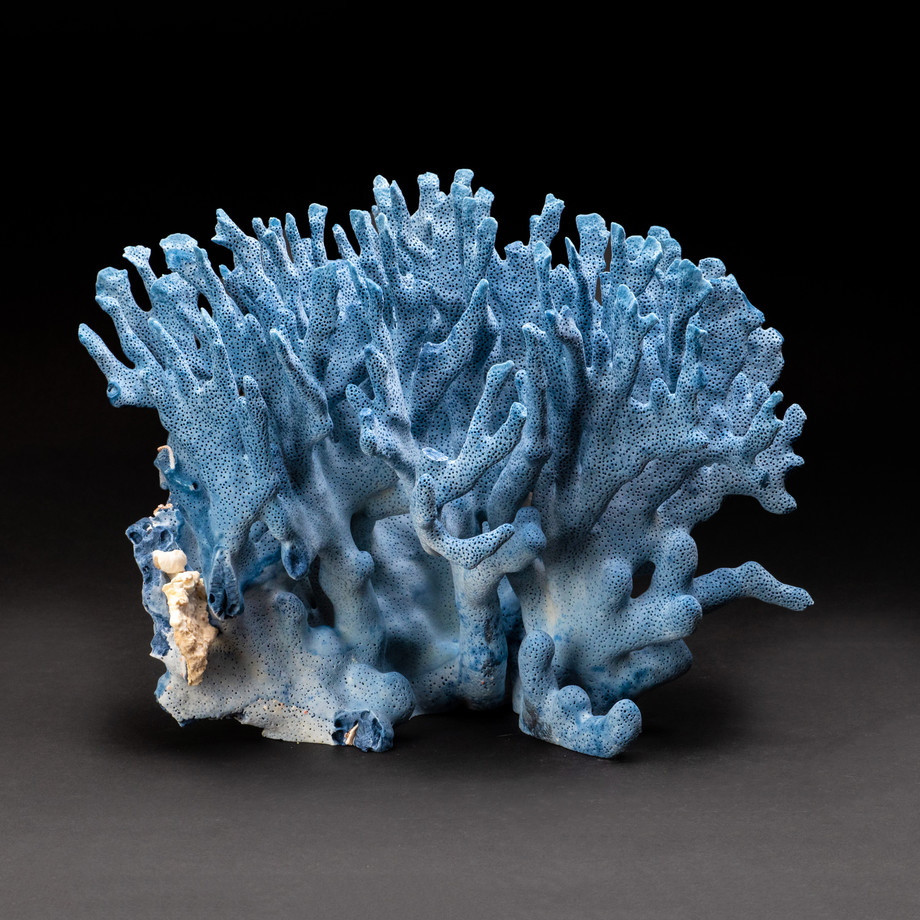 Astro Gallery - Crystal & Fossil Displays - Touch of Modern