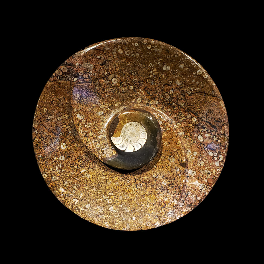 A.W. Fossils - Rare Fossil Displays & Decor - Touch of Modern