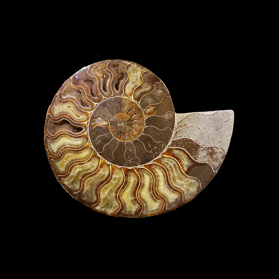 A.W. Fossils - Rare Fossil Displays & Decor - Touch of Modern