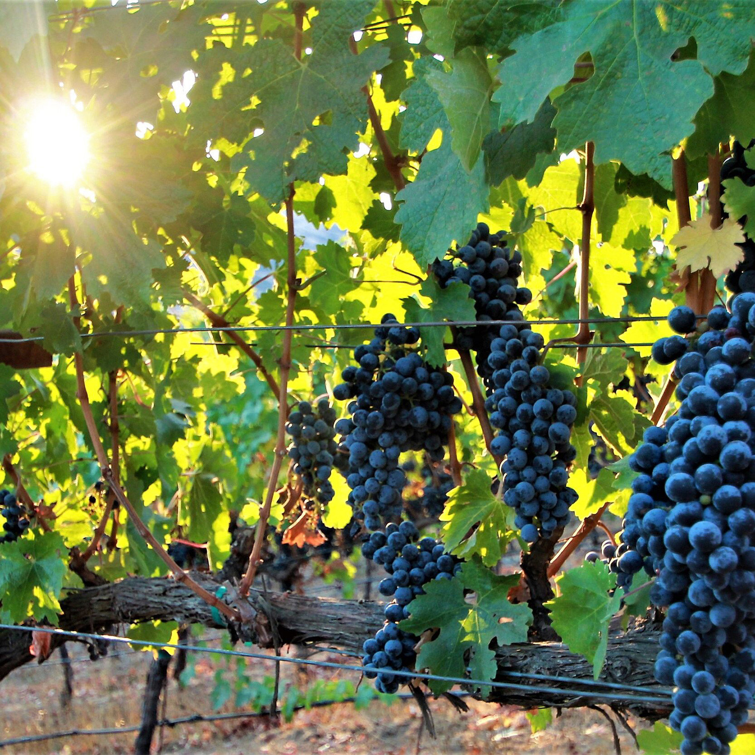 2004 Cabernet Sauvignon // Library Collection - Hesperian Wines - Touch ...