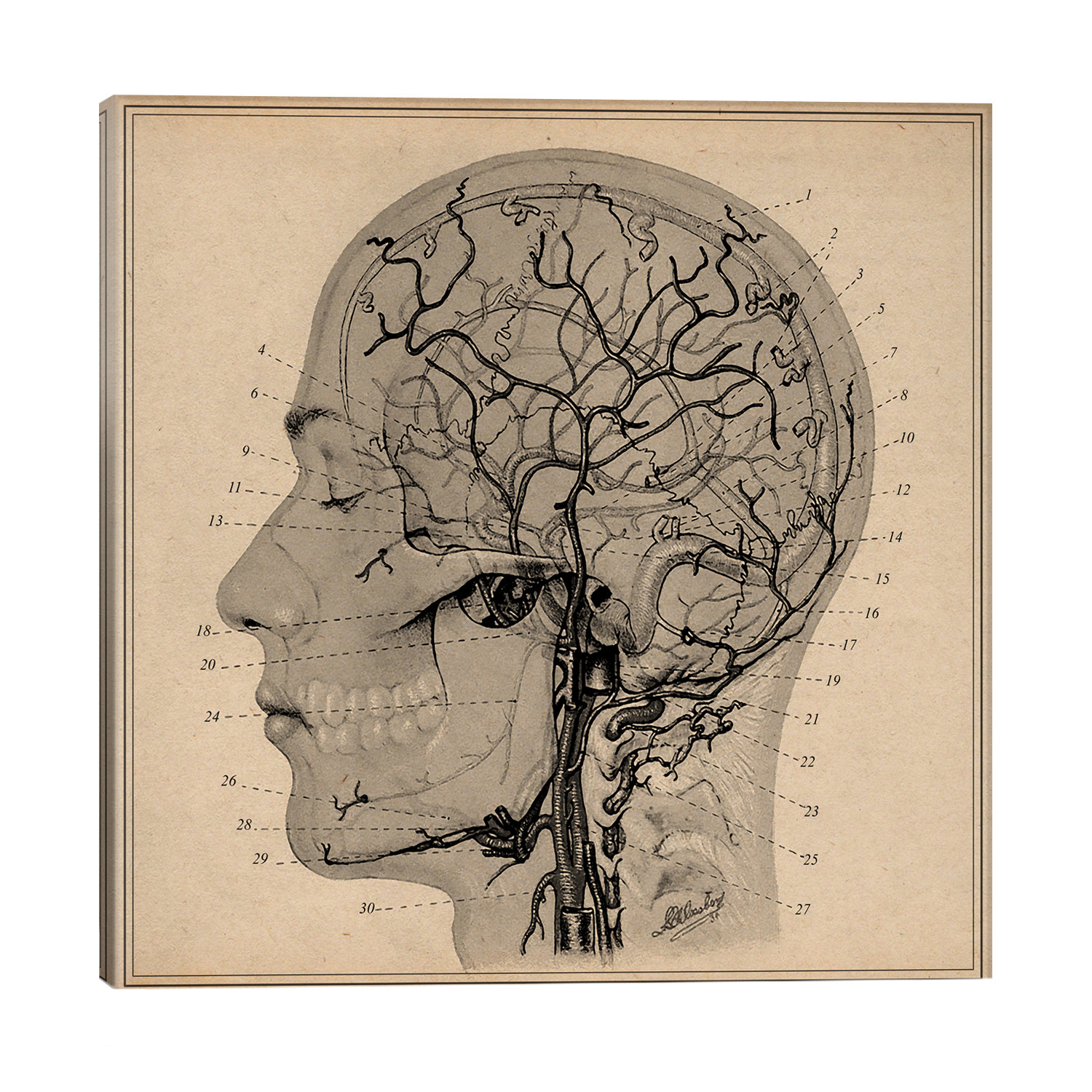 Anatomy of Human Head // Unknown Artist (26"W x 26"H x 1.5"D) - Modern ...