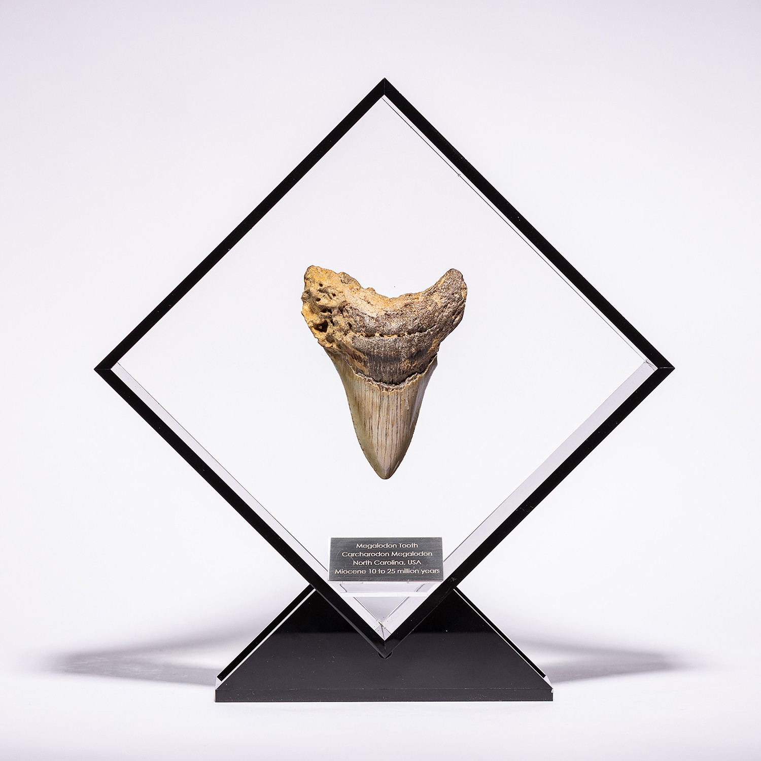 Fossil Megalodon Tooth + Black Acrylic display // 4" - Pietra Gallery ...