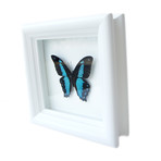 Papilio Bromius Butterfly Shadowbox - Asana Natural Arts - Touch of Modern