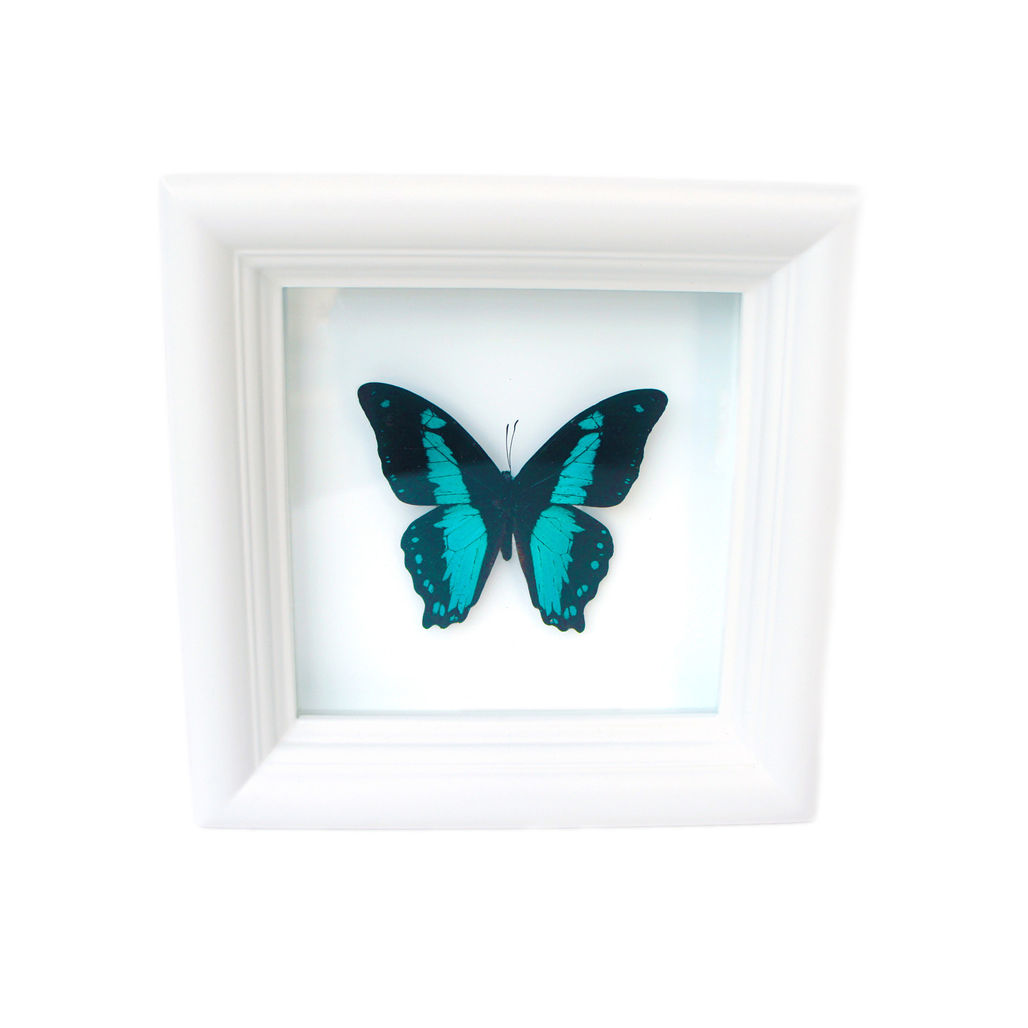 Papilio Bromius Butterfly Shadowbox - Asana Natural Arts - Touch of Modern