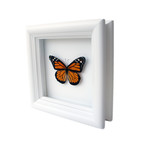 Monarch Butterfly Shadowbox - Asana Natural Arts - Touch of Modern