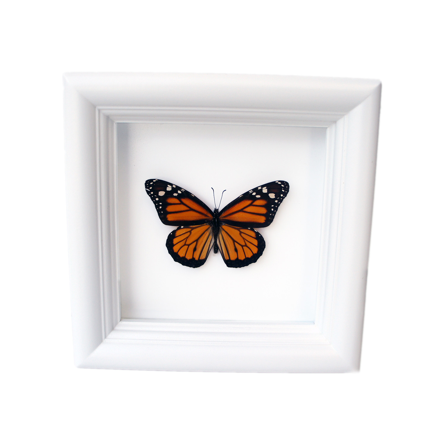 Monarch Butterfly Shadowbox - Asana Natural Arts - Touch of Modern