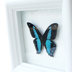 Papilio Bromius Butterfly Shadowbox - Asana Natural Arts - Touch of Modern