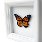 Monarch Butterfly Shadowbox - Asana Natural Arts - Touch of Modern