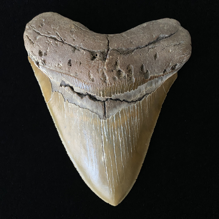 The Fossil Exchange - Rare Megalodon Teeth - Touch of Modern