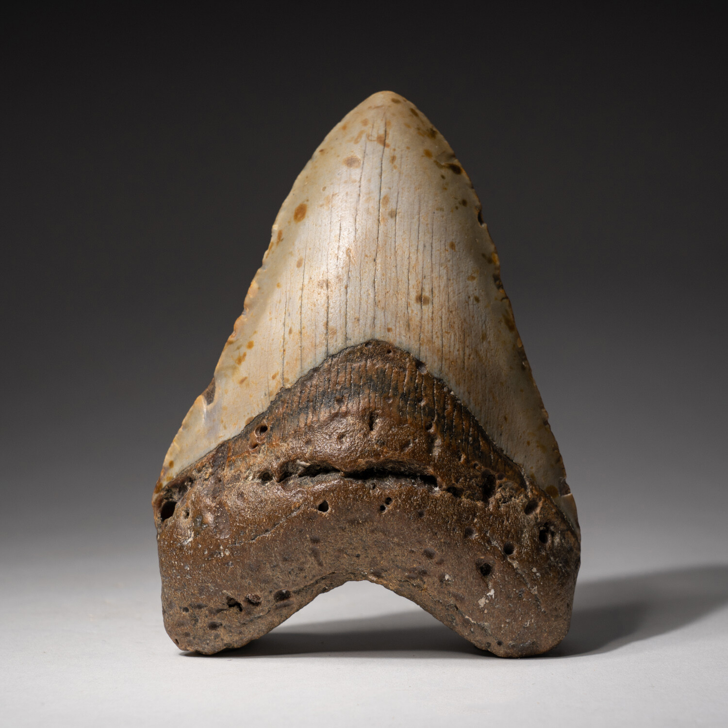 Genuine Megalodon Shark Tooth + Display Frame // V9 - Astro Gallery ...