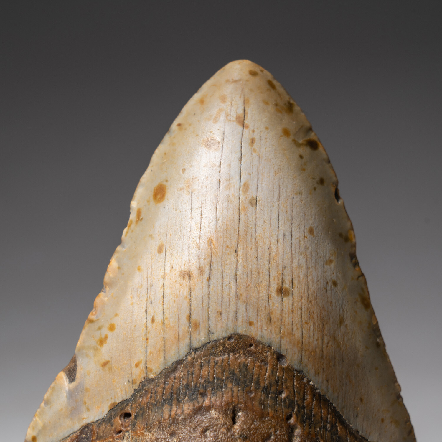 Genuine Megalodon Shark Tooth + Display Frame // V9 - Astro Gallery ...