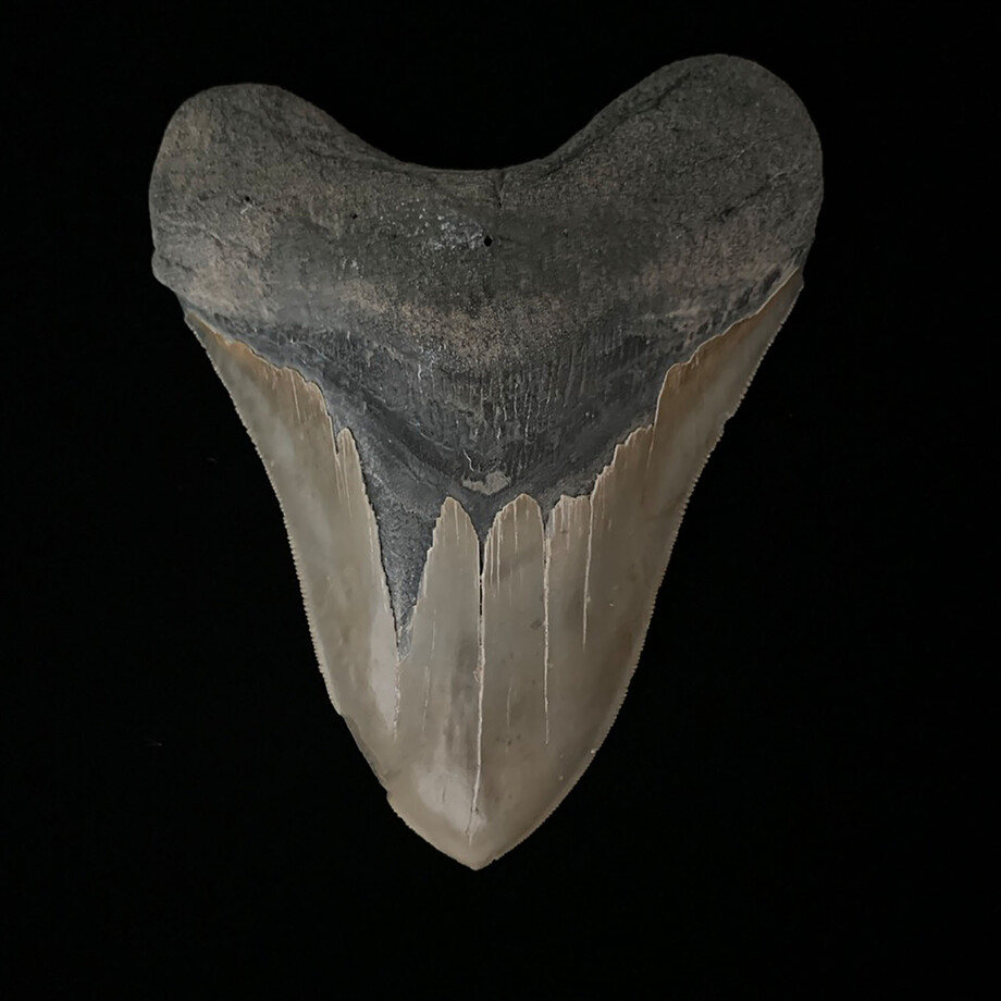 The Fossil Exchange - Rare Megalodon Teeth - Touch of Modern