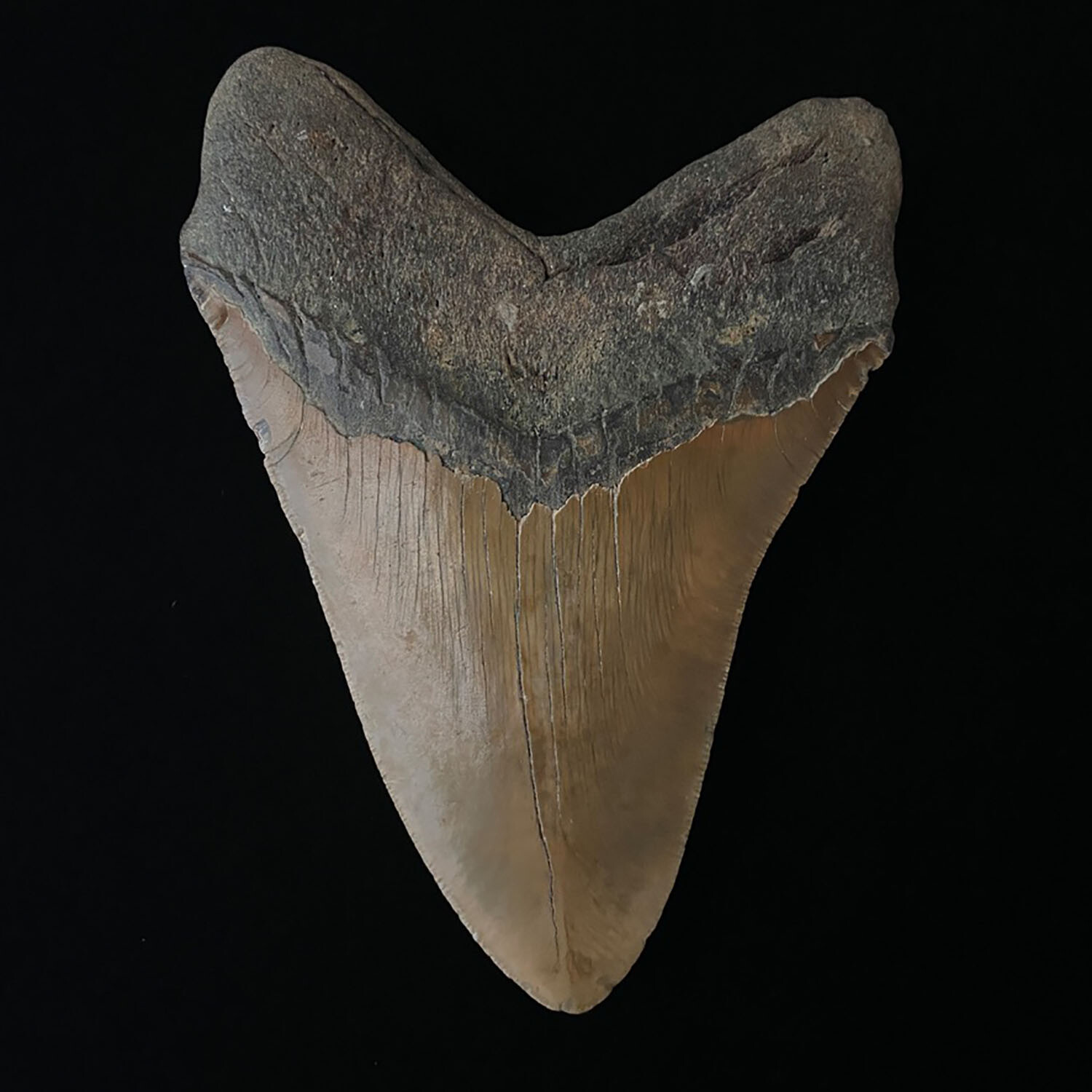 5.63" Brown Serrated Megalodon Tooth - The Fossil Exchange - Touch of ...