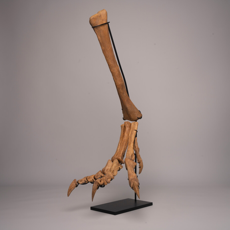 Astro West - Ancient Fossils & Ammonites - Touch of Modern