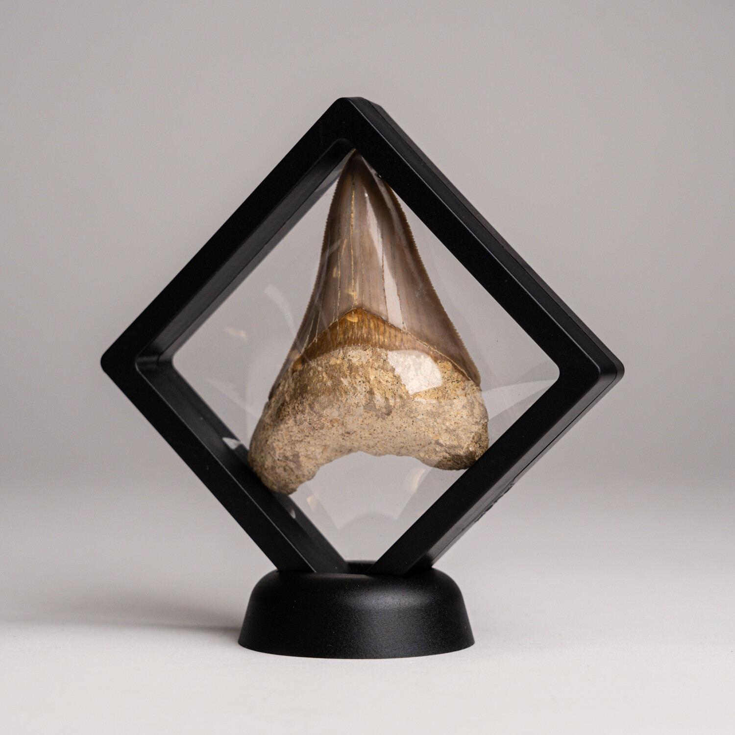 Genuine Serrated Megalodon Shark Tooth + Display Box v.6 - Astro ...