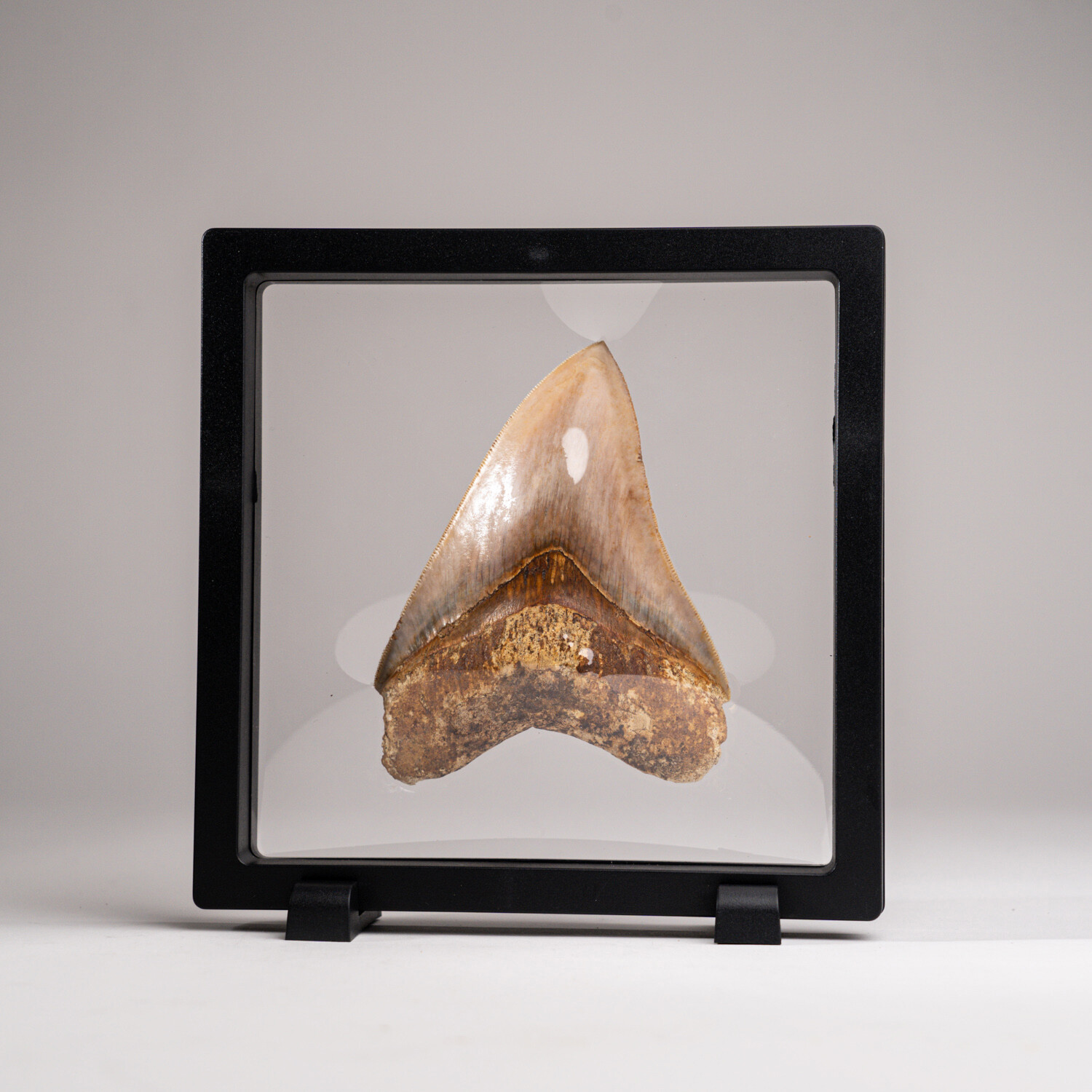 Large // Genuine Serrated Megalodon Shark Tooth + Display Box // 4.25 ...