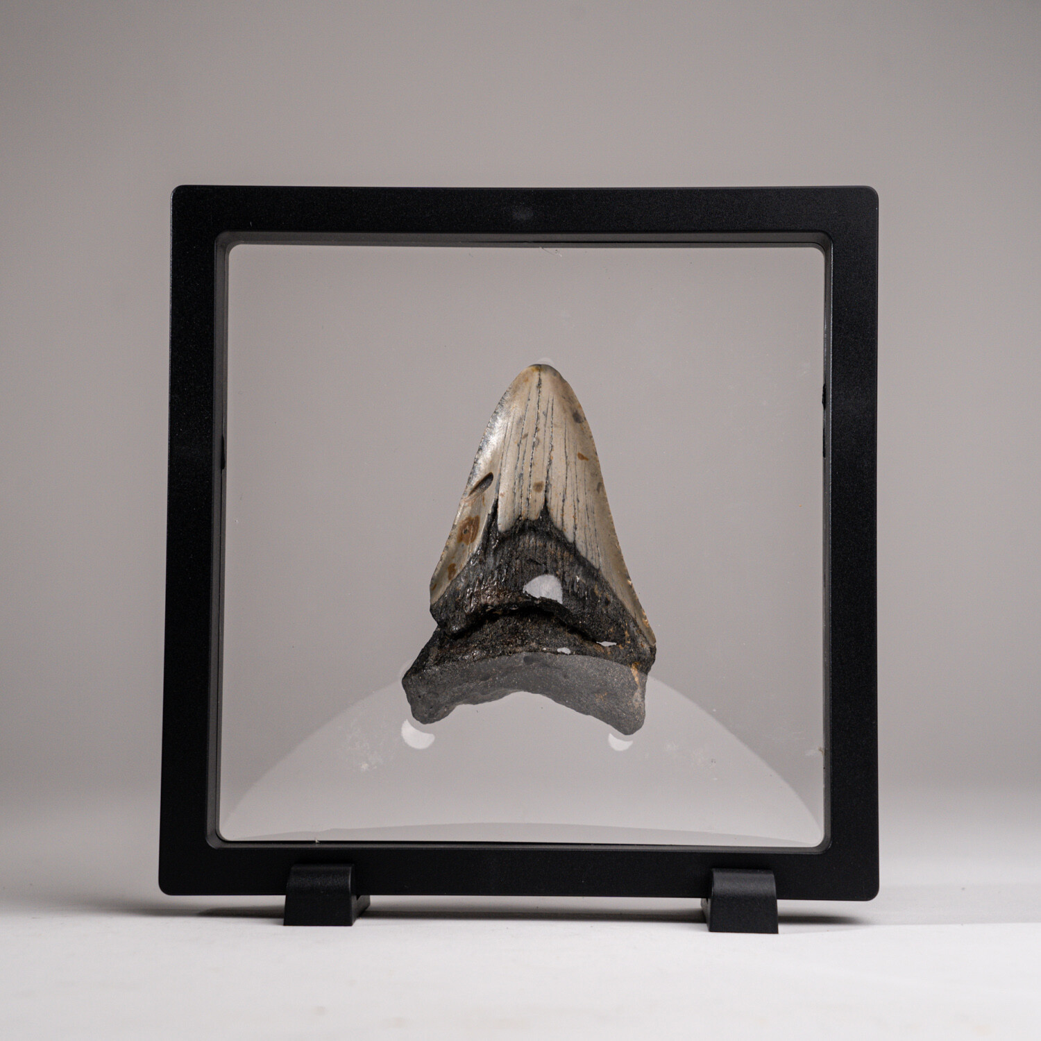 Genuine Megalodon Shark Tooth + Display Box v.3 - Astro Gallery - Touch ...