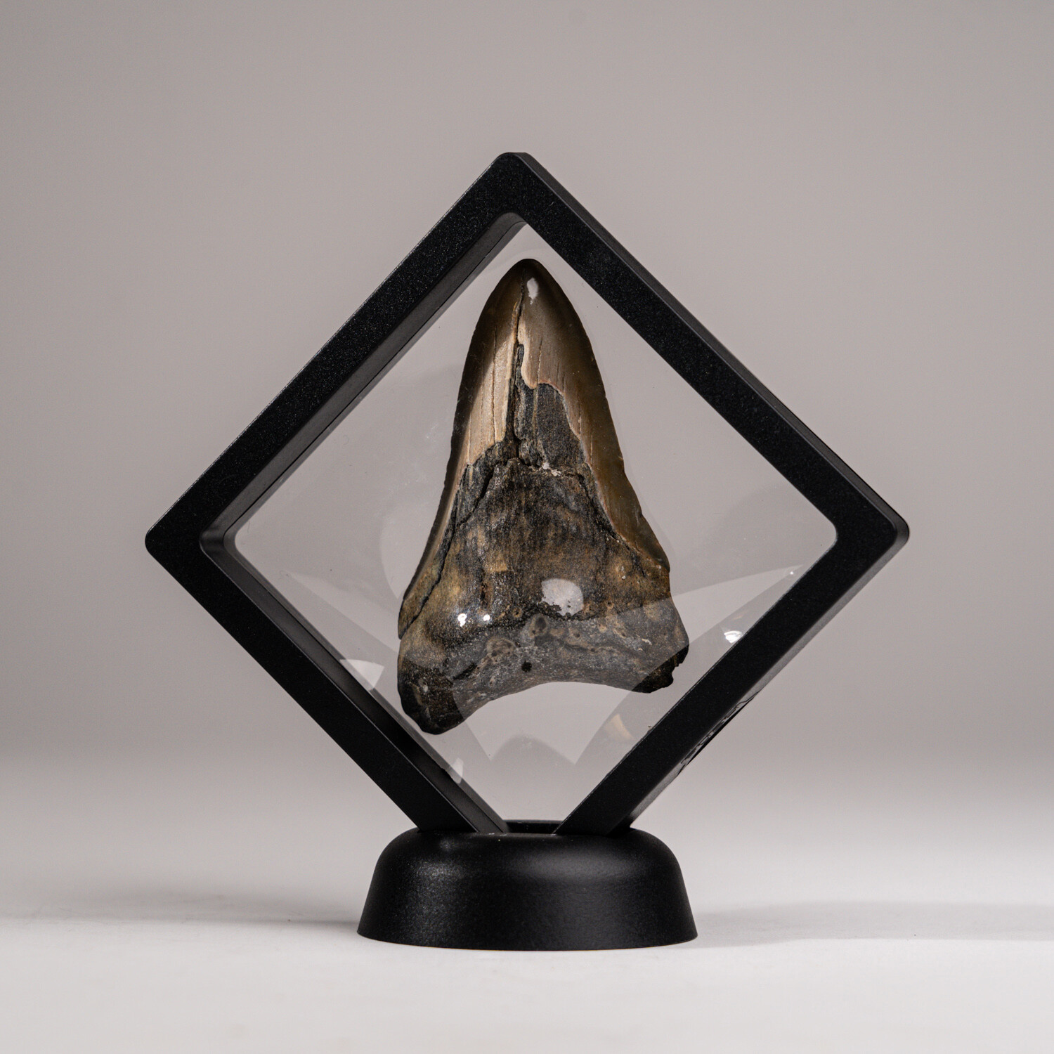 Genuine Megalodon Shark Tooth + Display Box v.2 - Astro Gallery - Touch ...