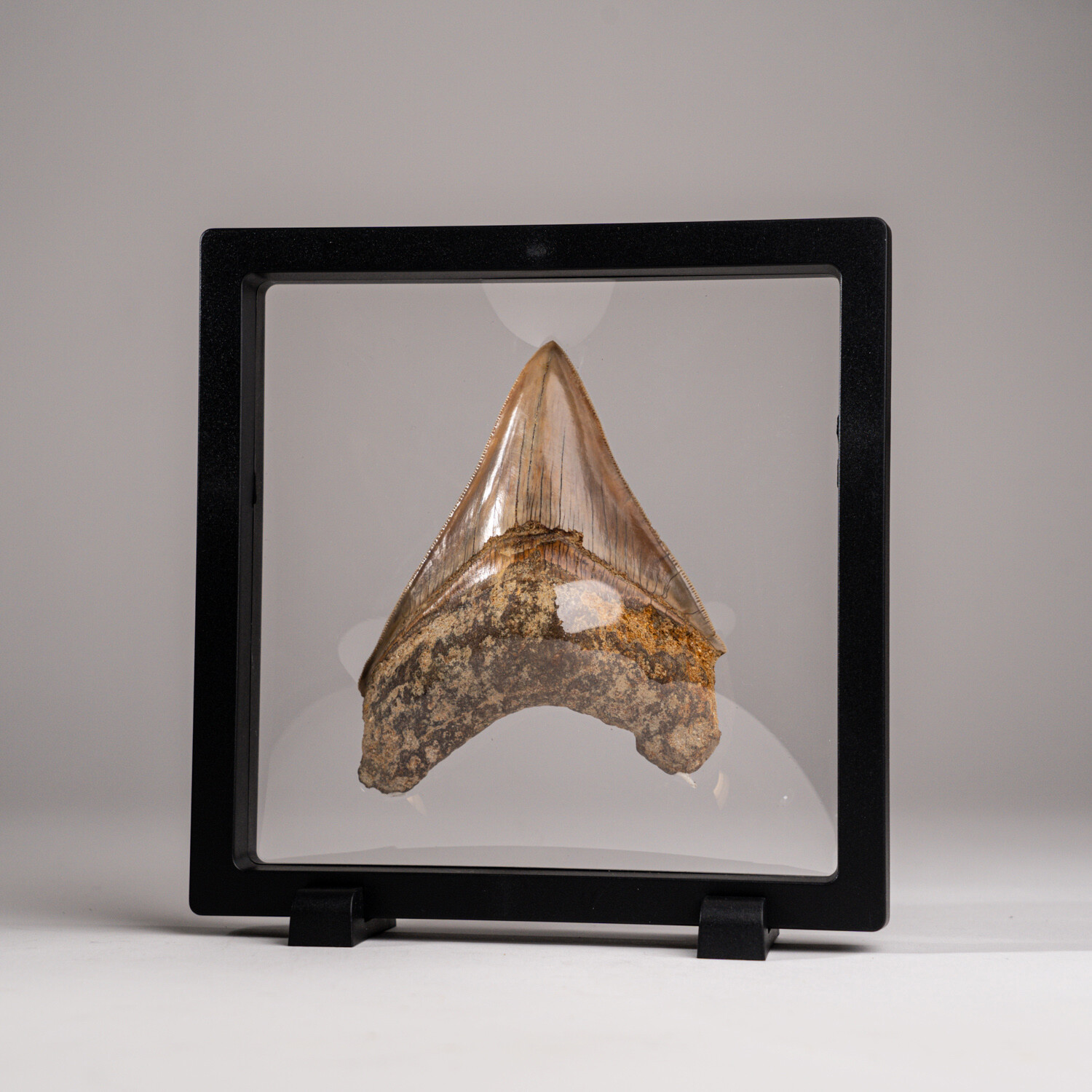 Large // Genuine Serrated Megalodon Shark Tooth + Display Box // 4 ...