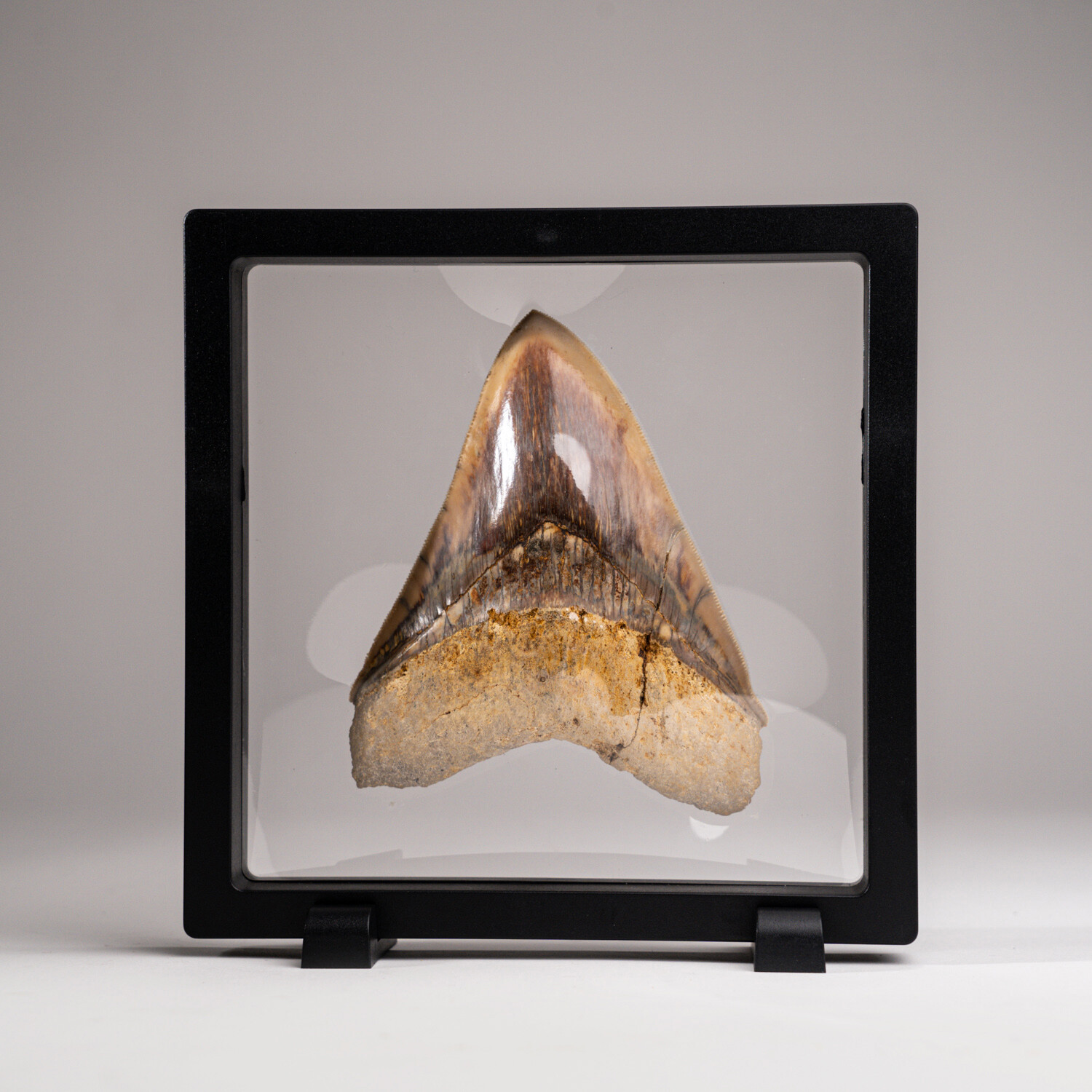 Large // Genuine Serrated Megalodon Shark Tooth + Display Box // 4.5 ...