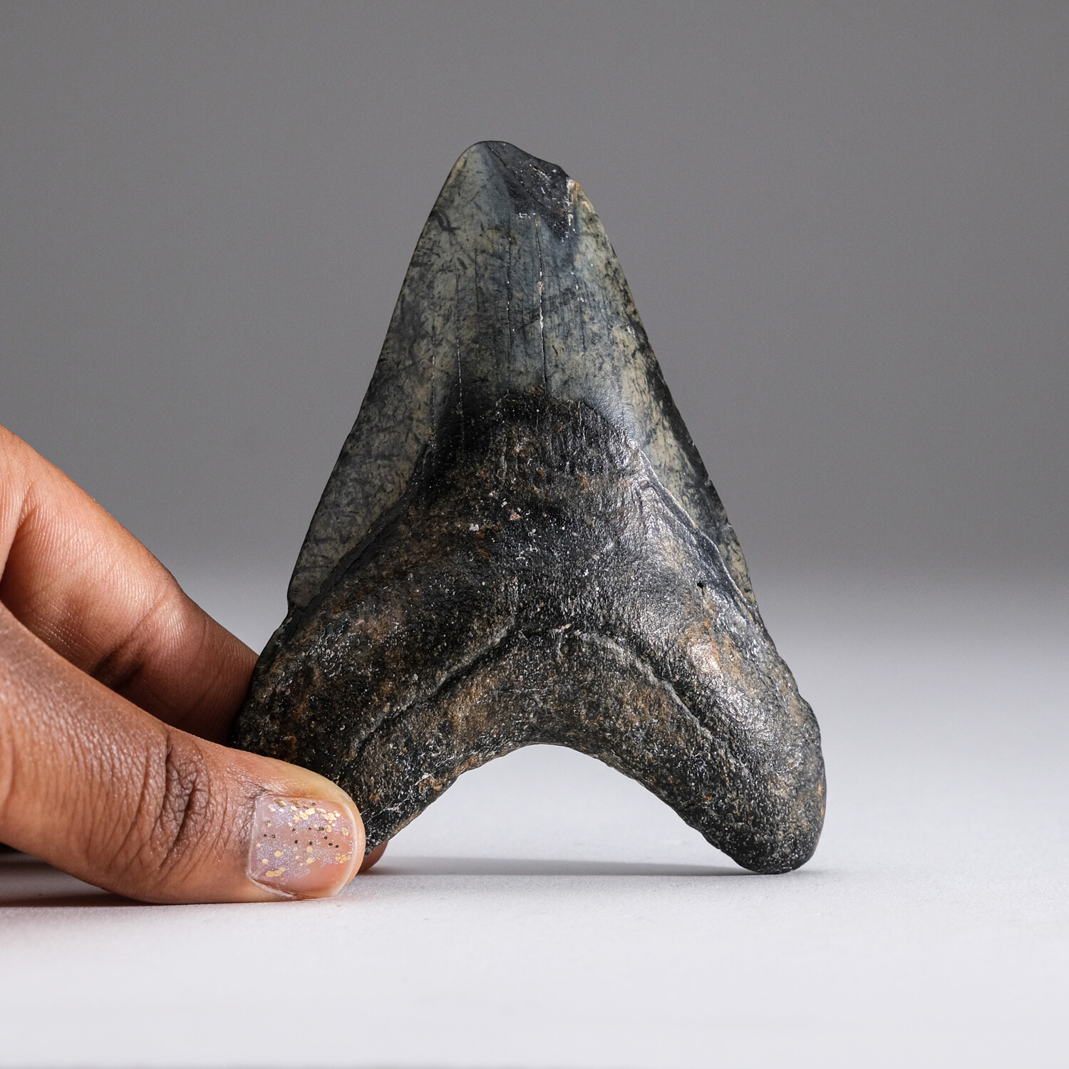 Large // Genuine Serrated Megalodon Shark Tooth + Display Box // 5" v.1 ...