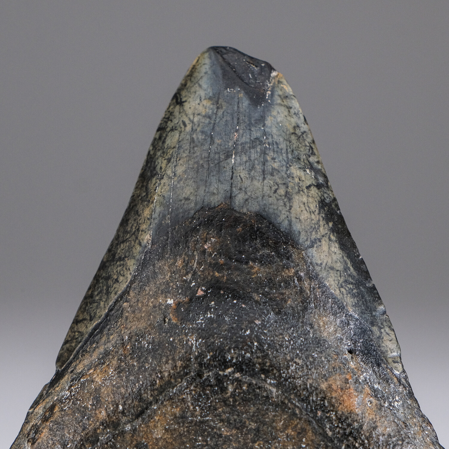 Large // Genuine Serrated Megalodon Shark Tooth + Display Box // 5" v.1 ...