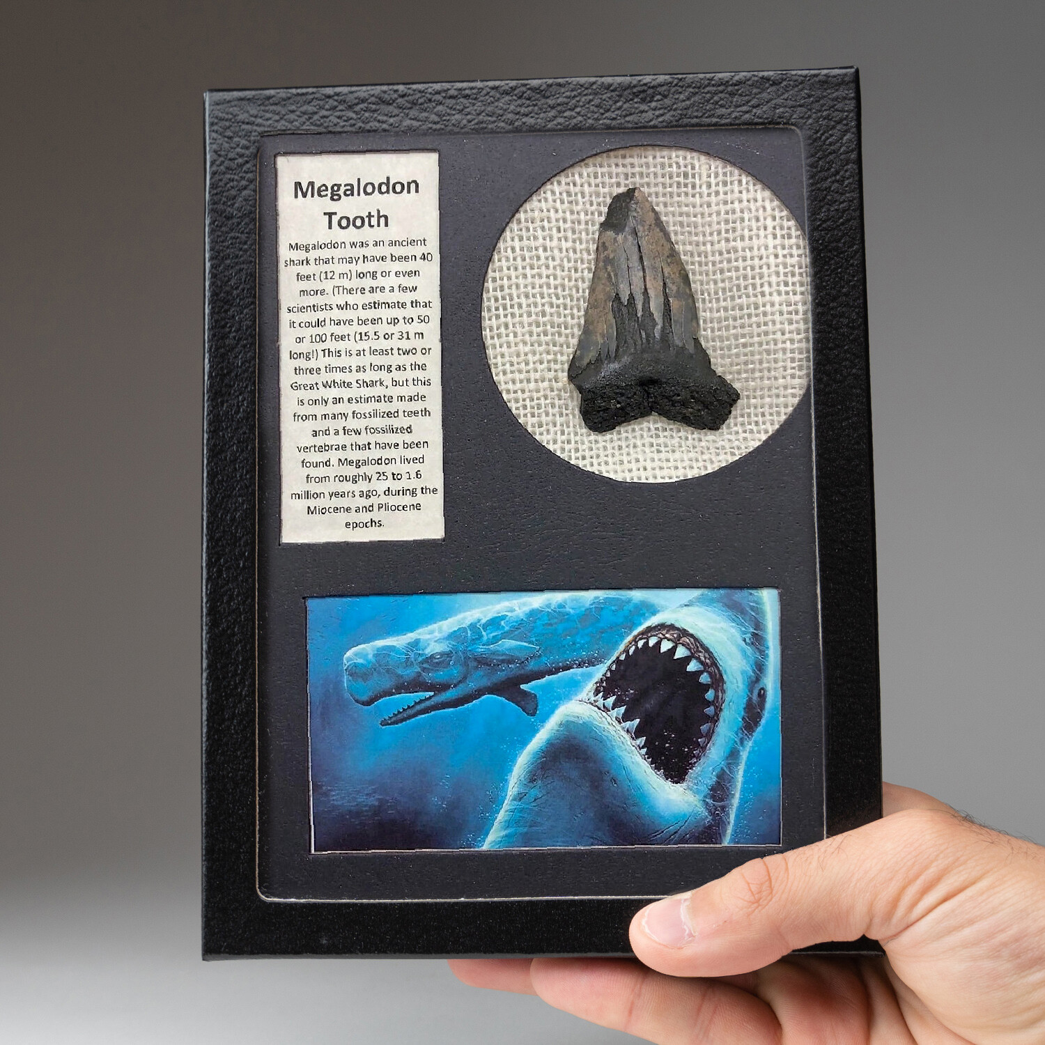 Genuine Megalodon Shark Tooth + Display Box v.1 - Astro Gallery - Touch ...