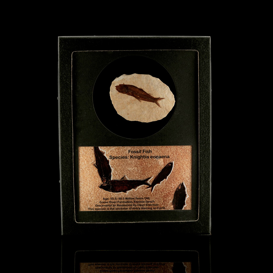 A.W. Fossils - Rare Fossil Displays & Decor - Touch of Modern