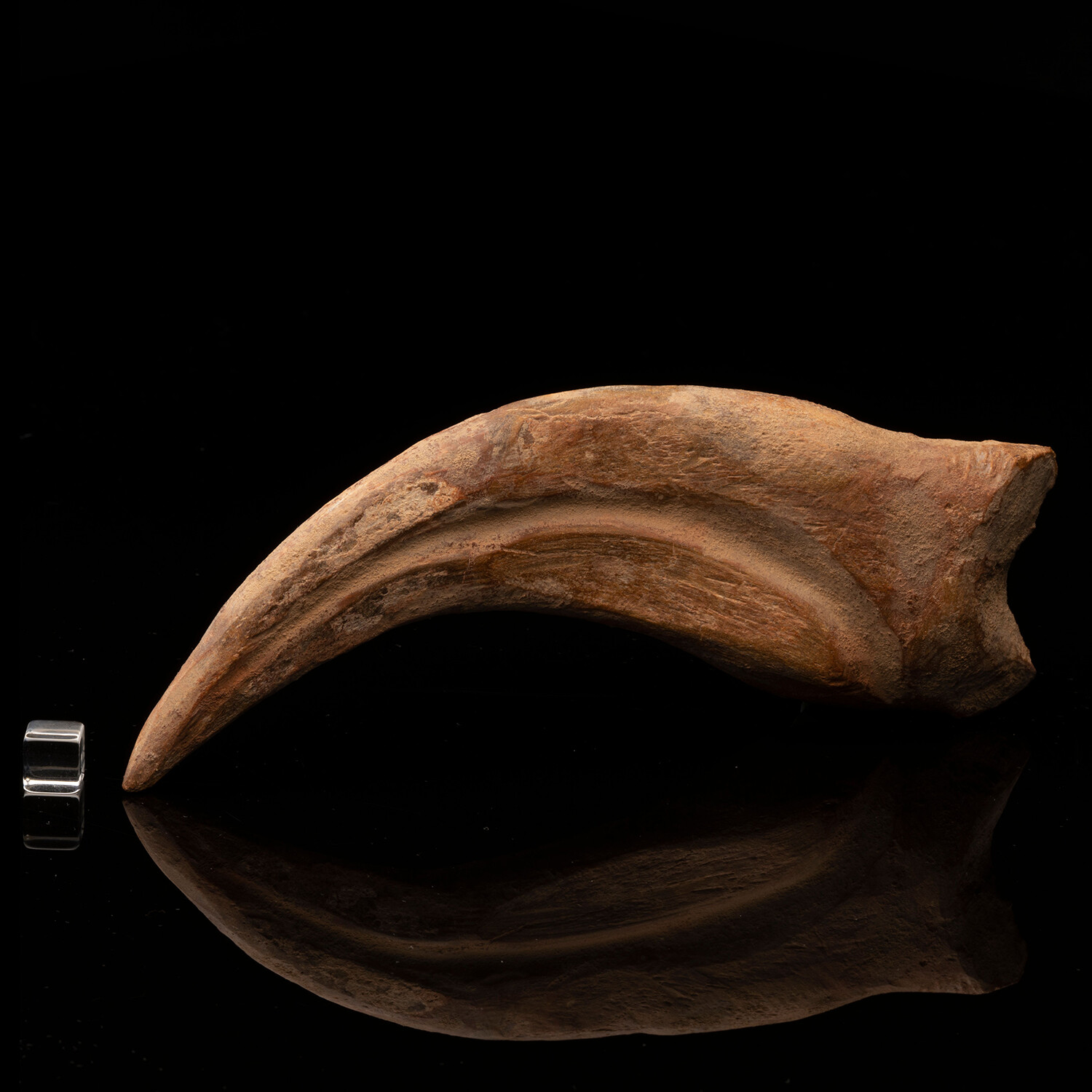 Spinosaurus Hand Claw // Ver. 3 - Astro West - Touch of Modern